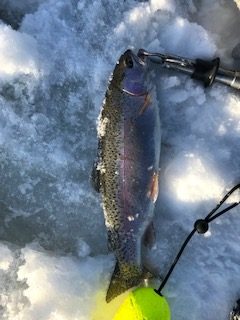 Determination – Journal from the Heartland